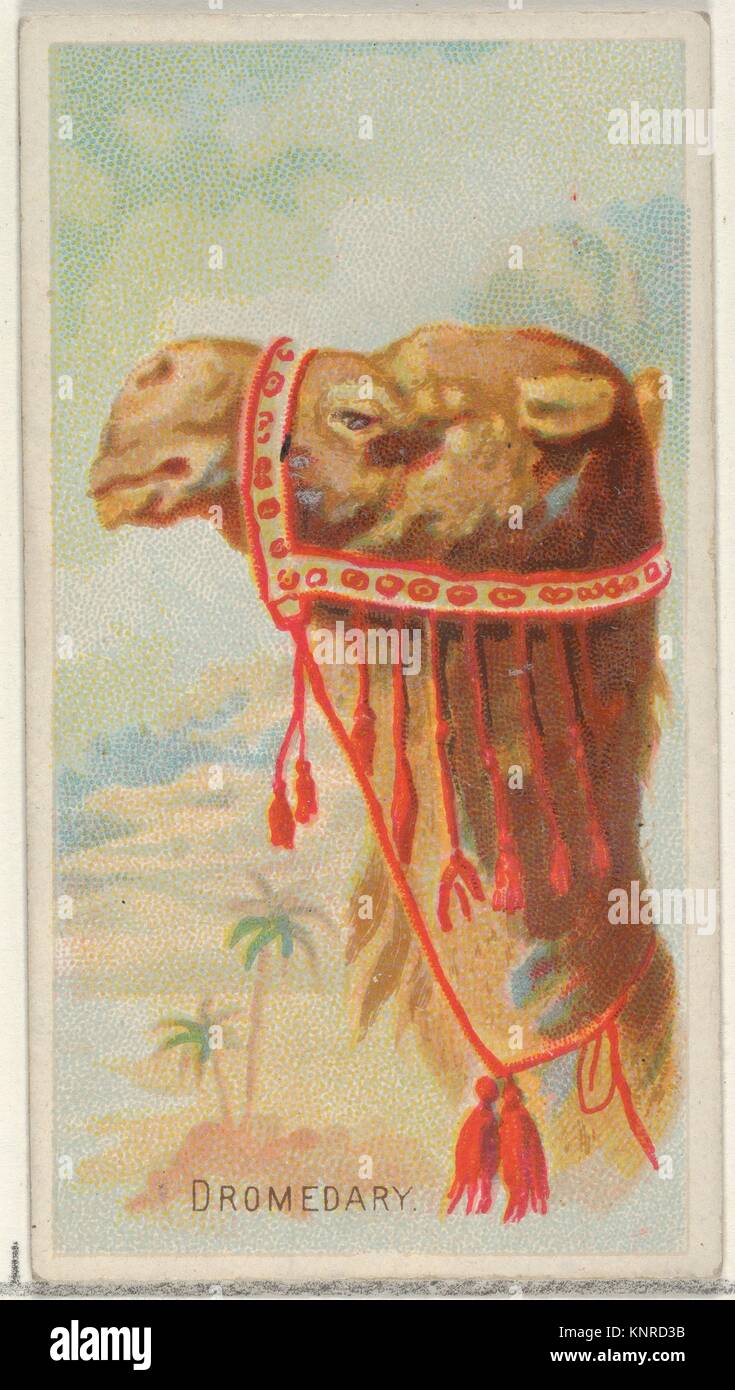 Packet camel cigarettes hi-res stock photography and images - Alamy
