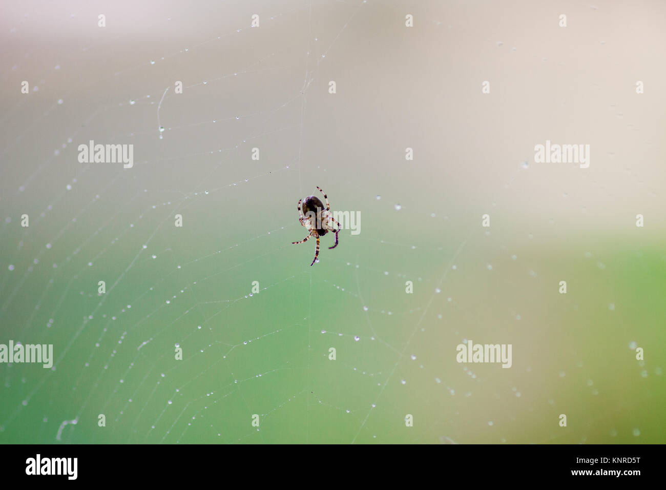 Small garden spider hi-res stock photography and images - Alamy