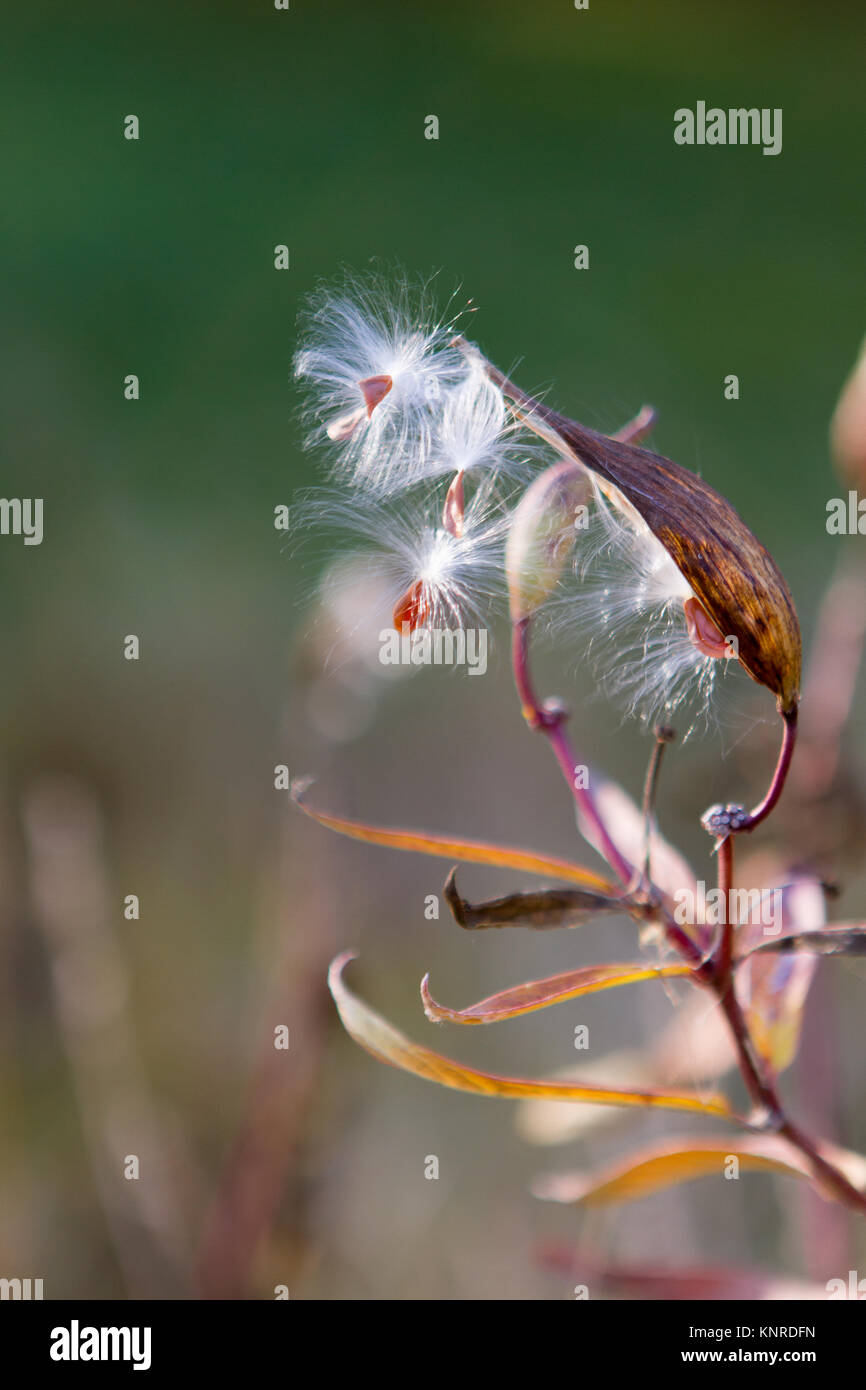 Milkweed seed pod in autumn Stock Photo - Alamy