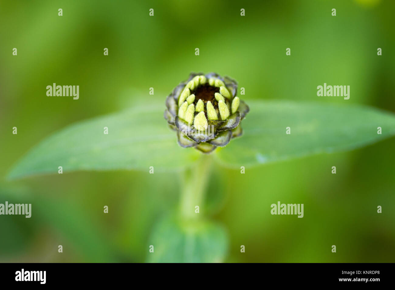 Zinnia flower bud in garden Stock Photo - Alamy