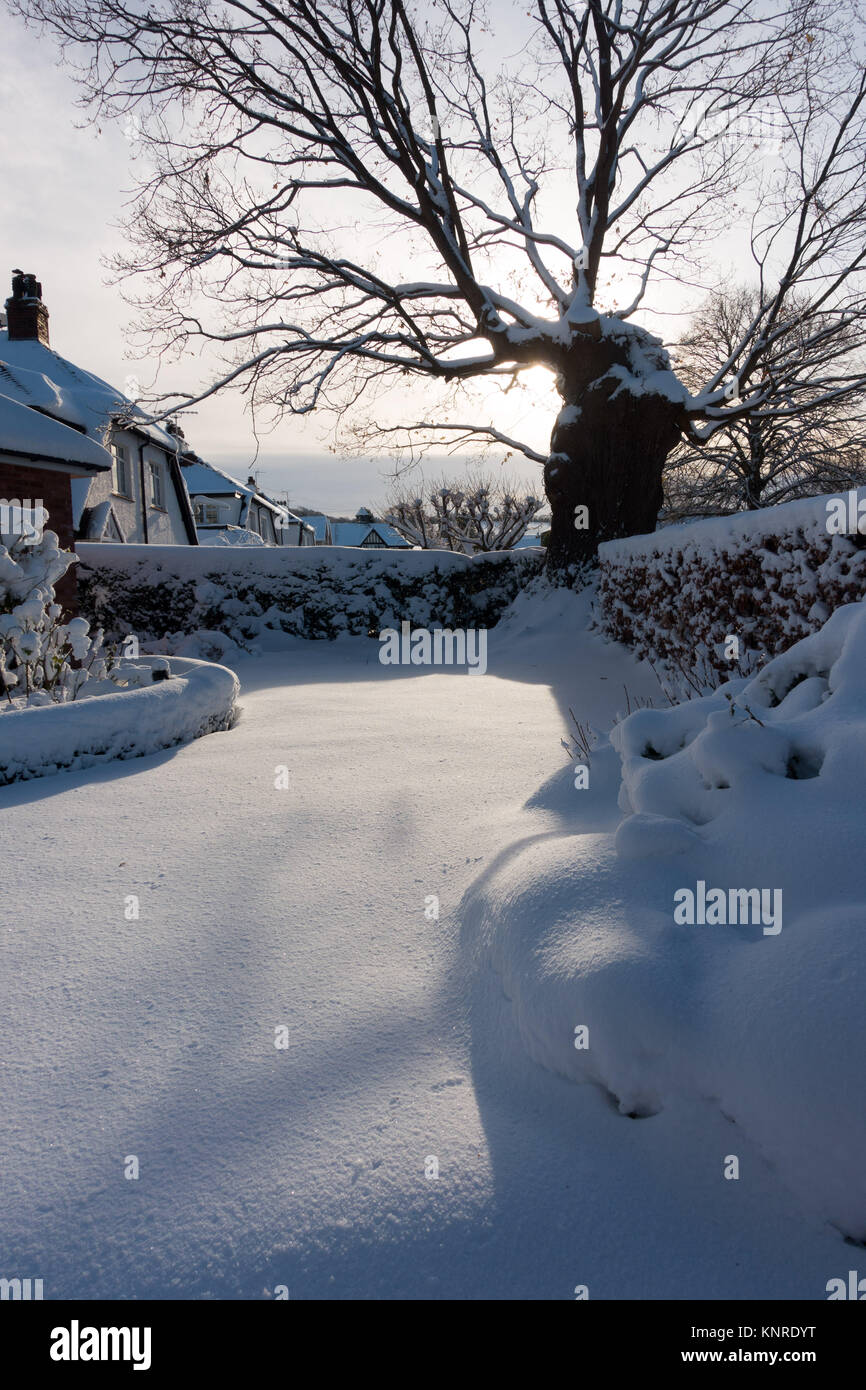 Old oak tree winter hi-res stock photography and images - Alamy
