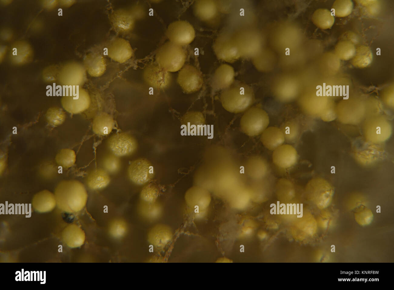 Fungus kill hi-res stock photography and images - Alamy