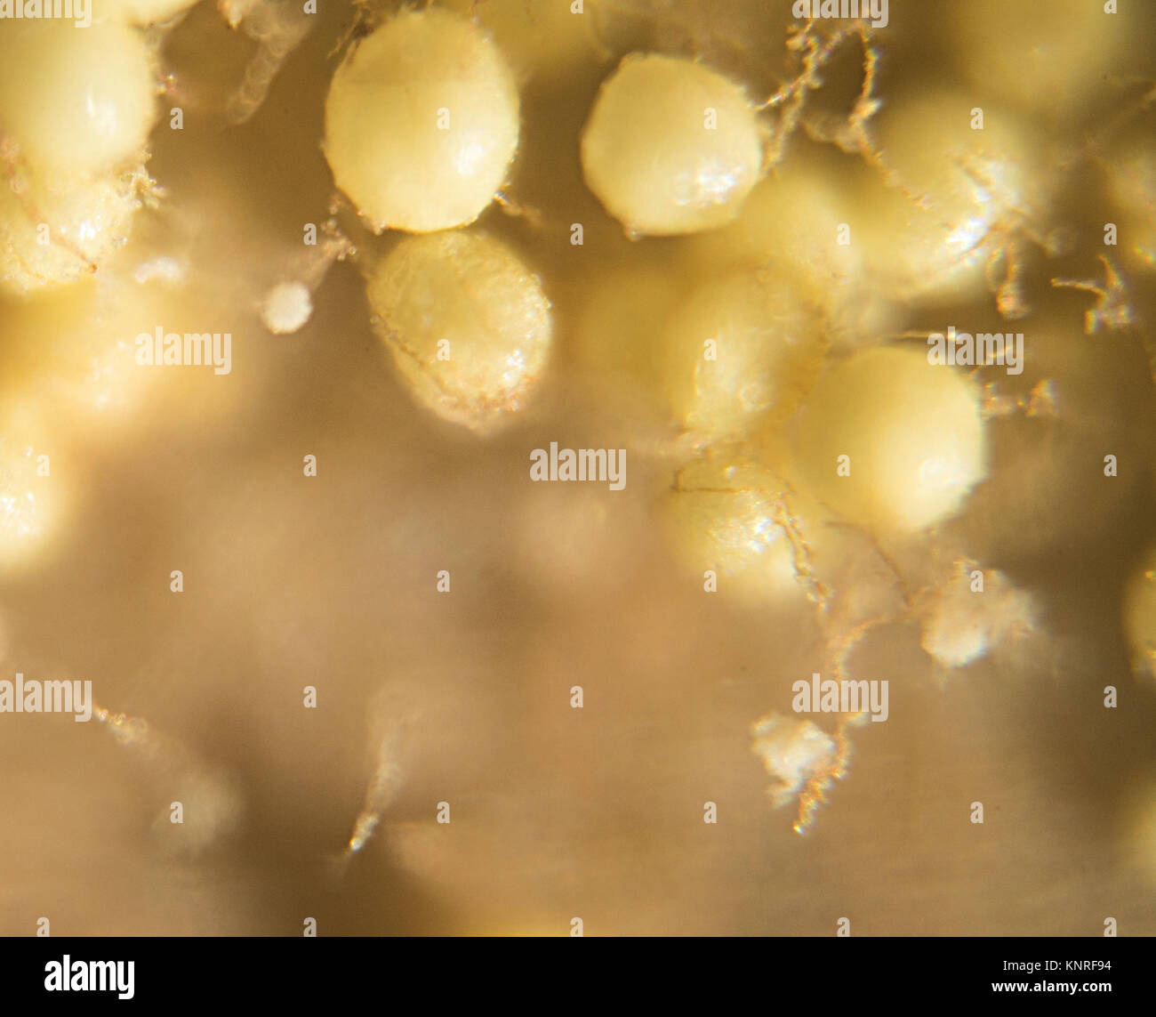 Round fungus on plywood macro shot Stock Photo - Alamy