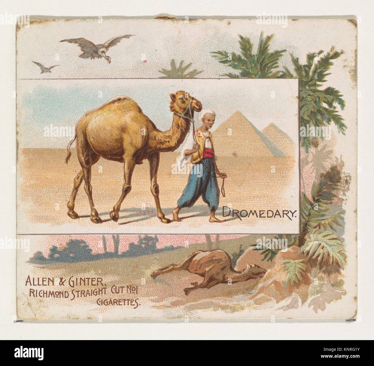 The camel virginia hi-res stock photography and images - Alamy