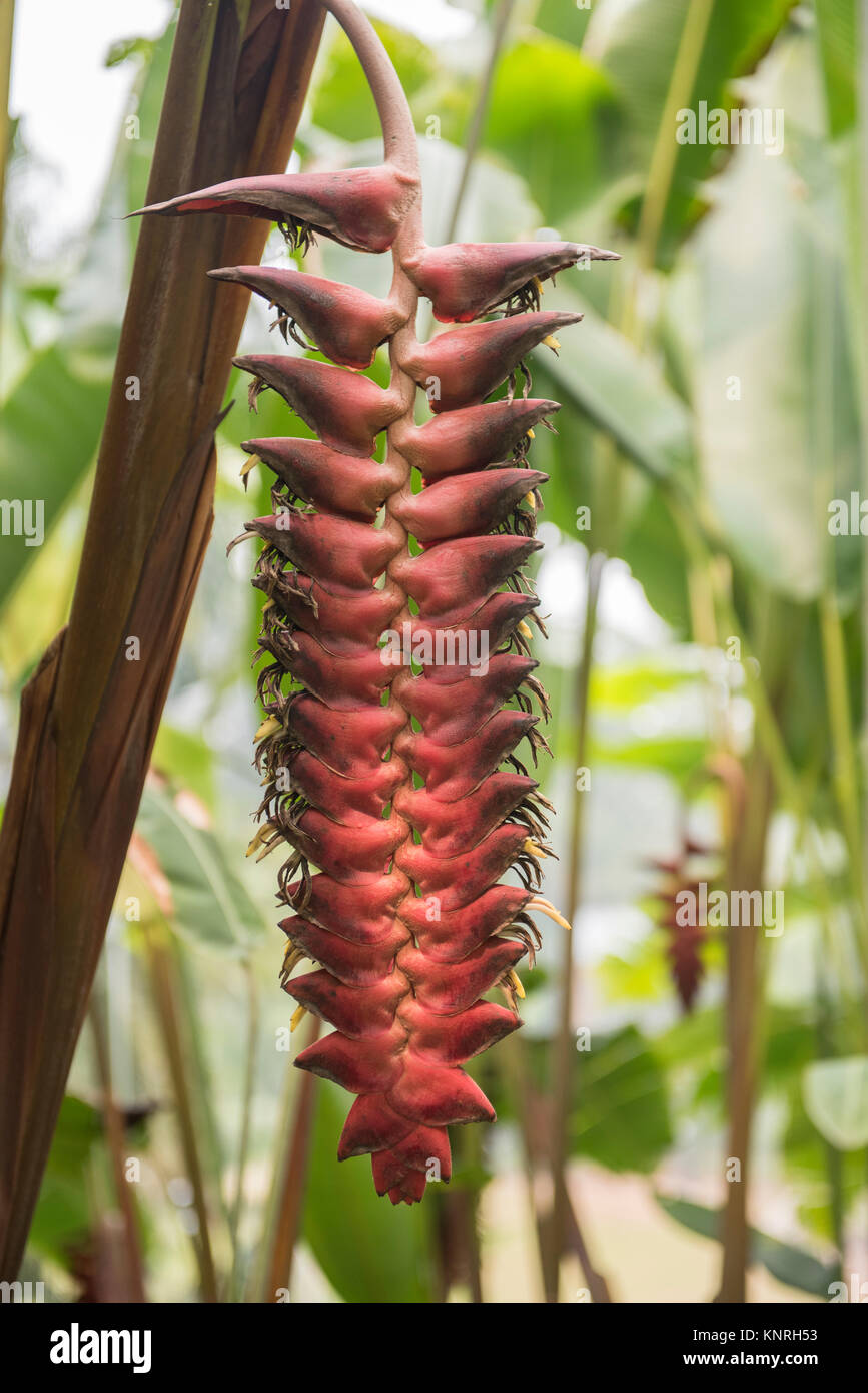 heliconia mariae beef steak flower, singapore botanic garden Stock ...