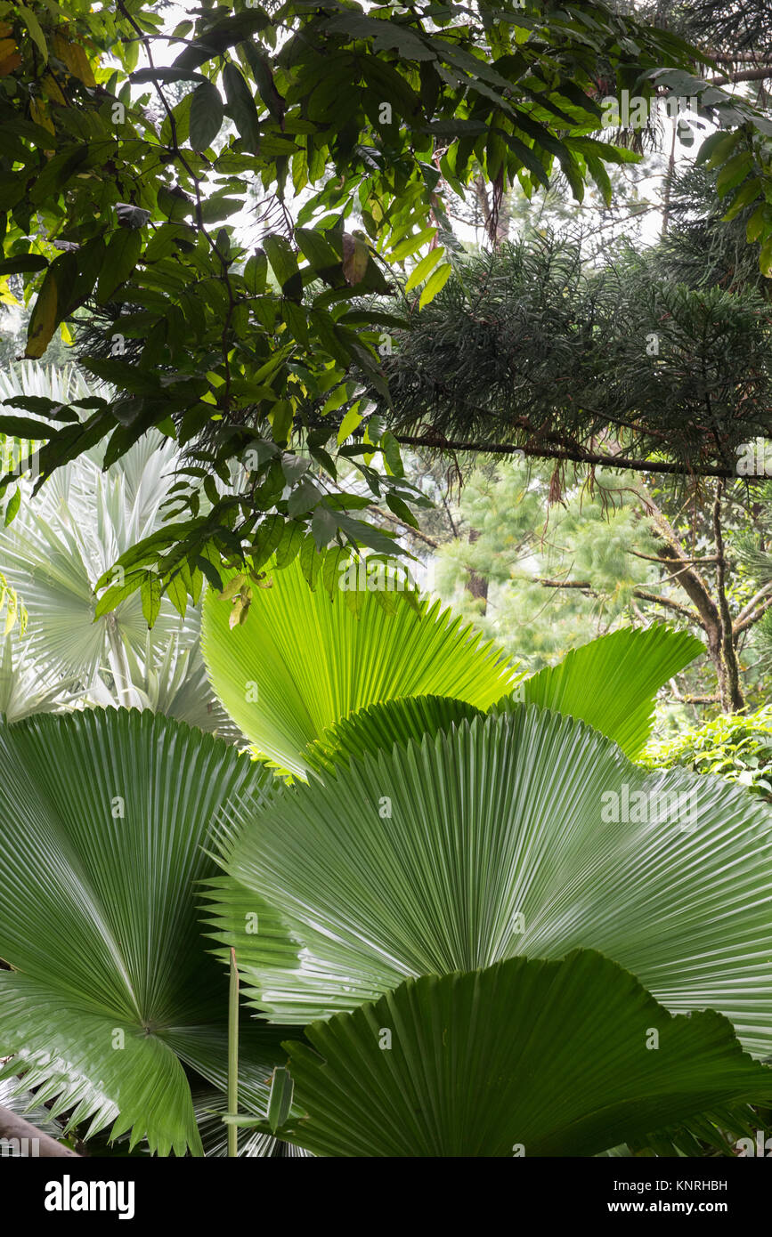 Fan fern hi-res stock photography and images - Alamy