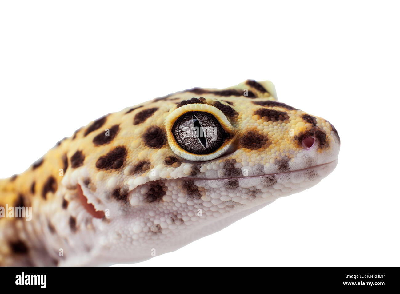Eublifar, leopard Gecko - exotic animal Stock Photo - Alamy