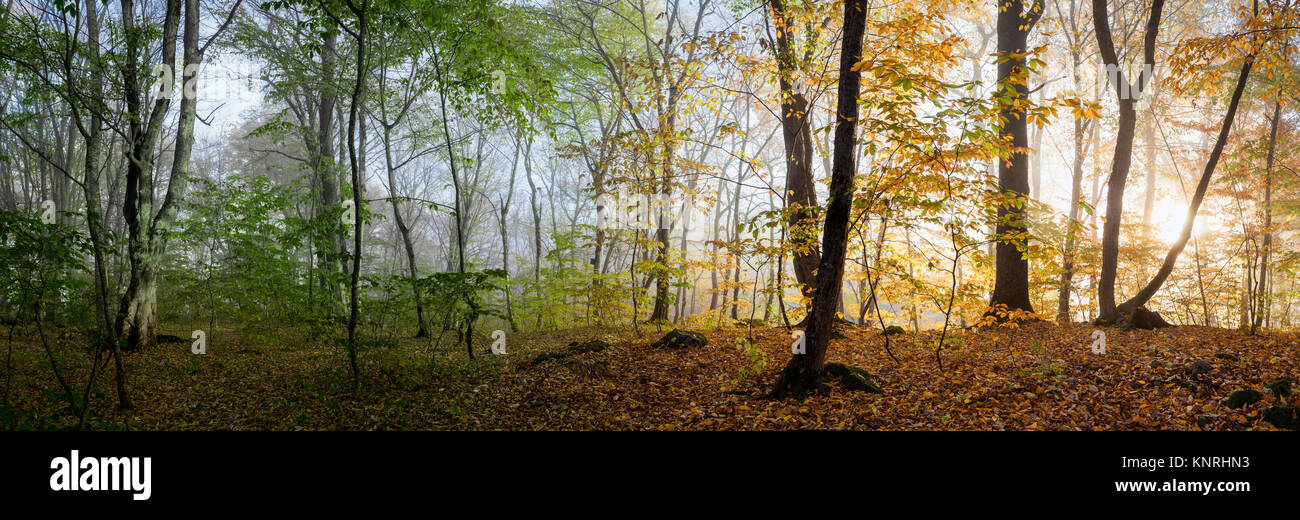 Beautiful morning scene in the forest, wood panorama changing seasons ...