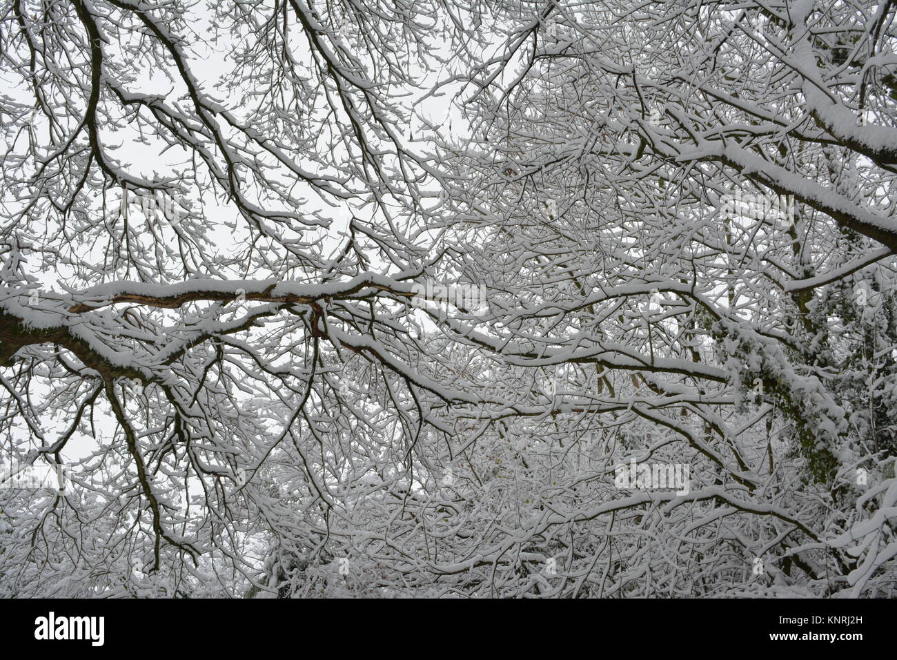 Trees covered in snow after a heavy winter storm re seasons weather ...