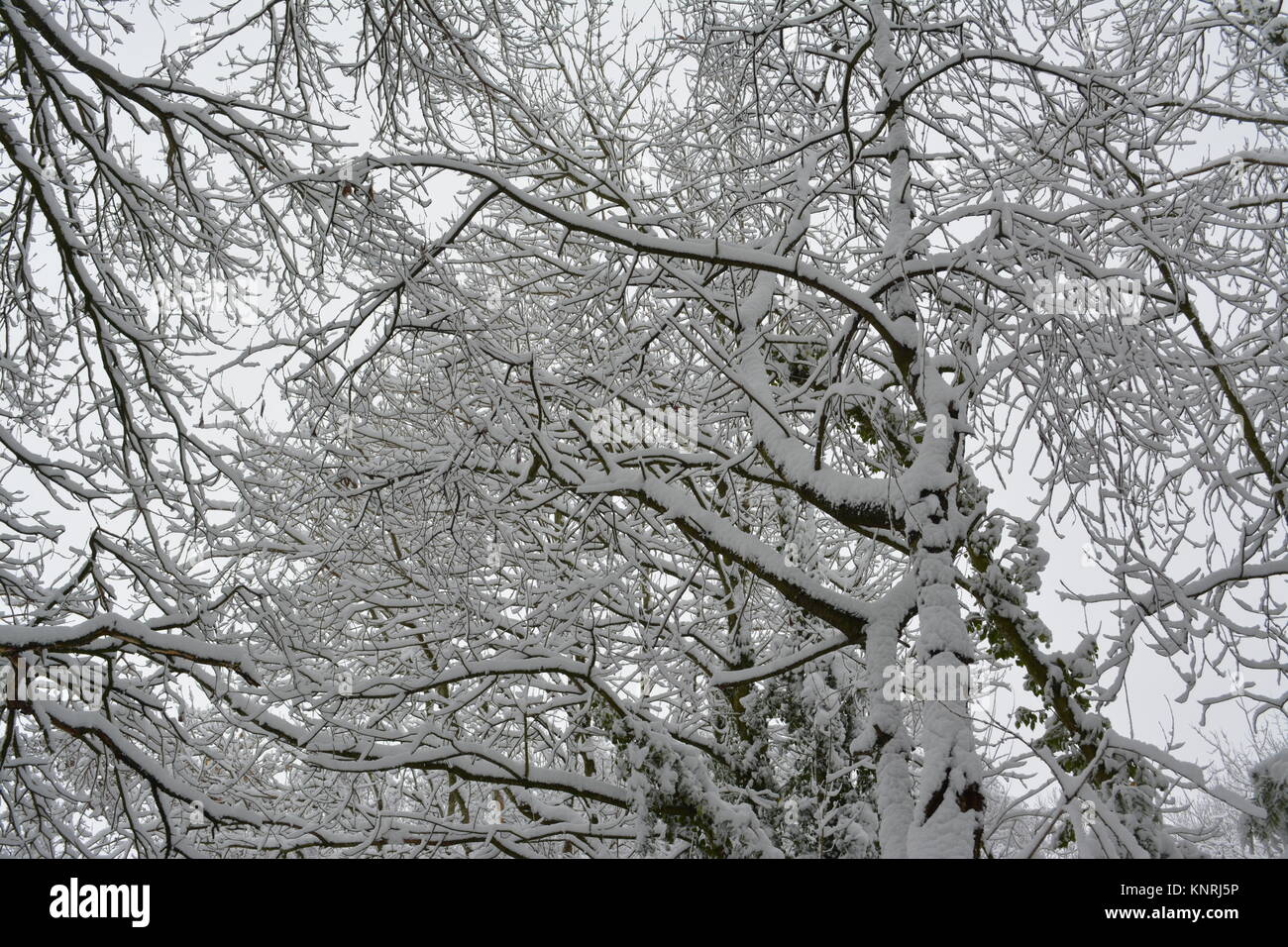 Trees covered in snow after a heavy winter storm re seasons weather ...