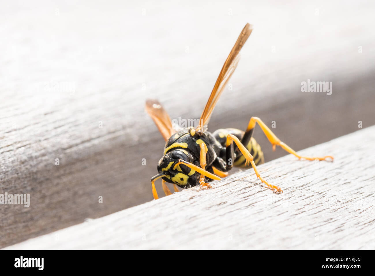 Wasp is sitting on a park bench and is chewing wood Stock Photo - Alamy