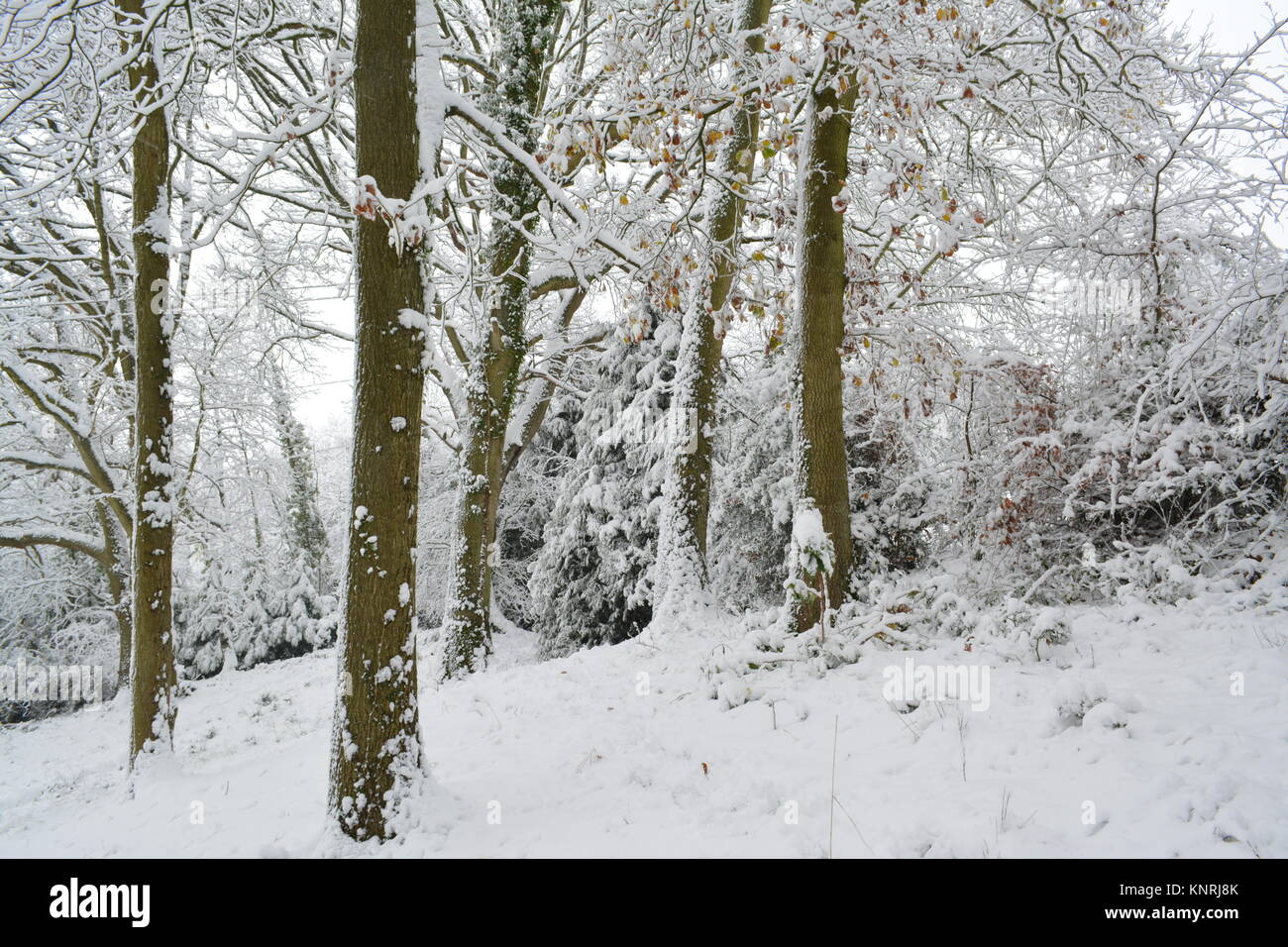 Trees covered in snow after a heavy winter storm re seasons weather ...