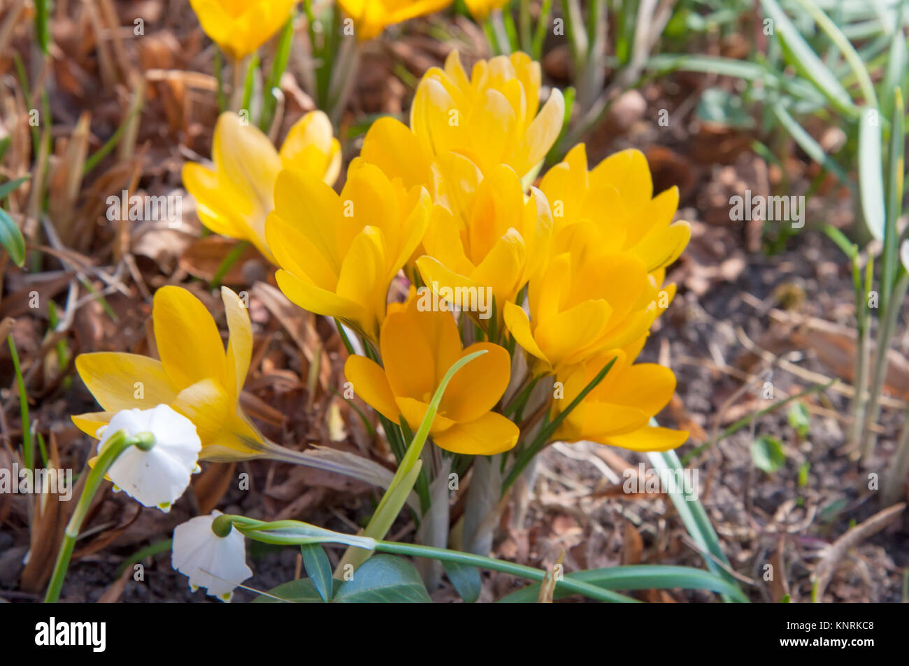 Blooming yellow crocuses Stock Photo - Alamy