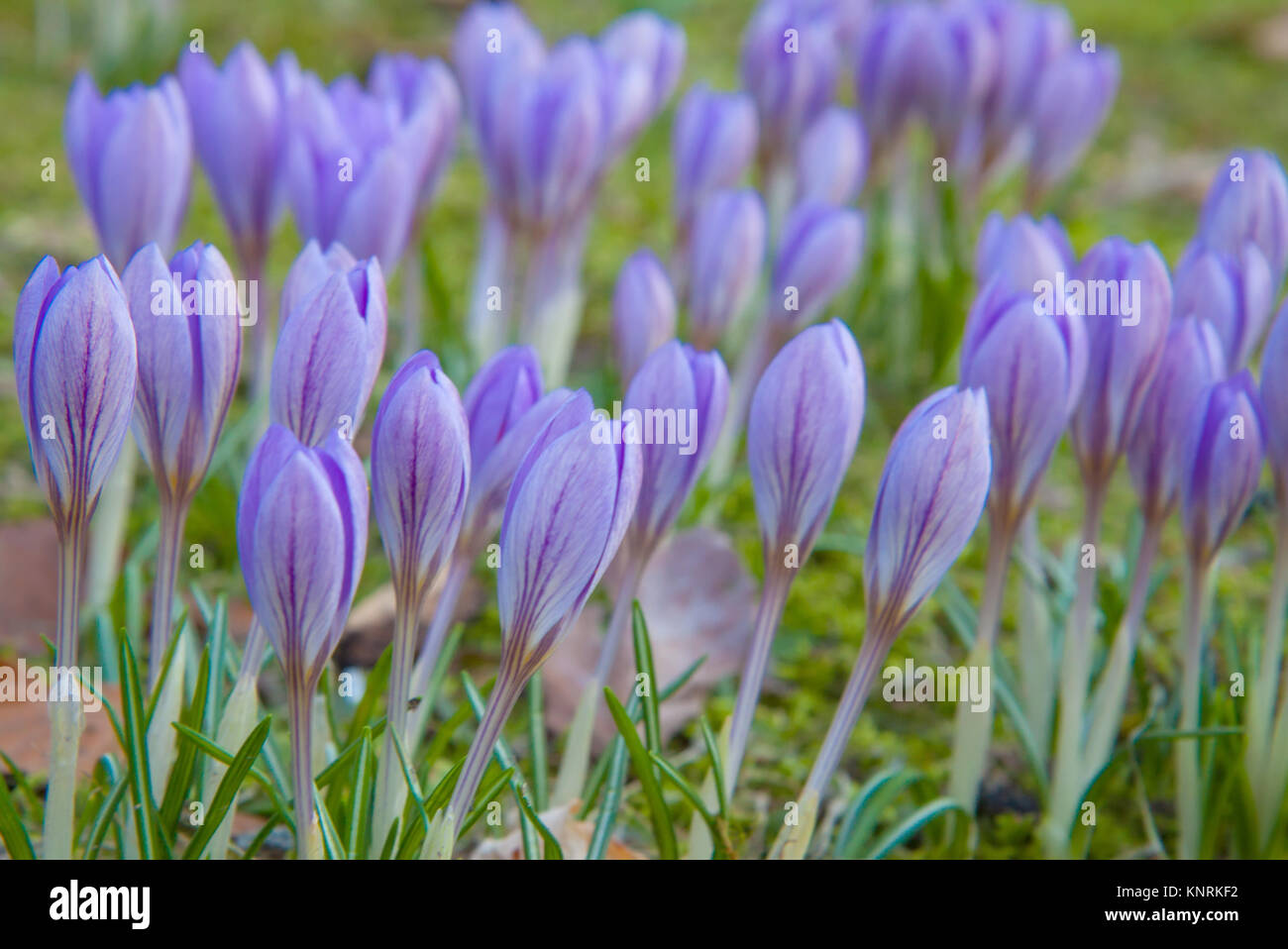 Purple yellow crocus hi-res stock photography and images - Alamy