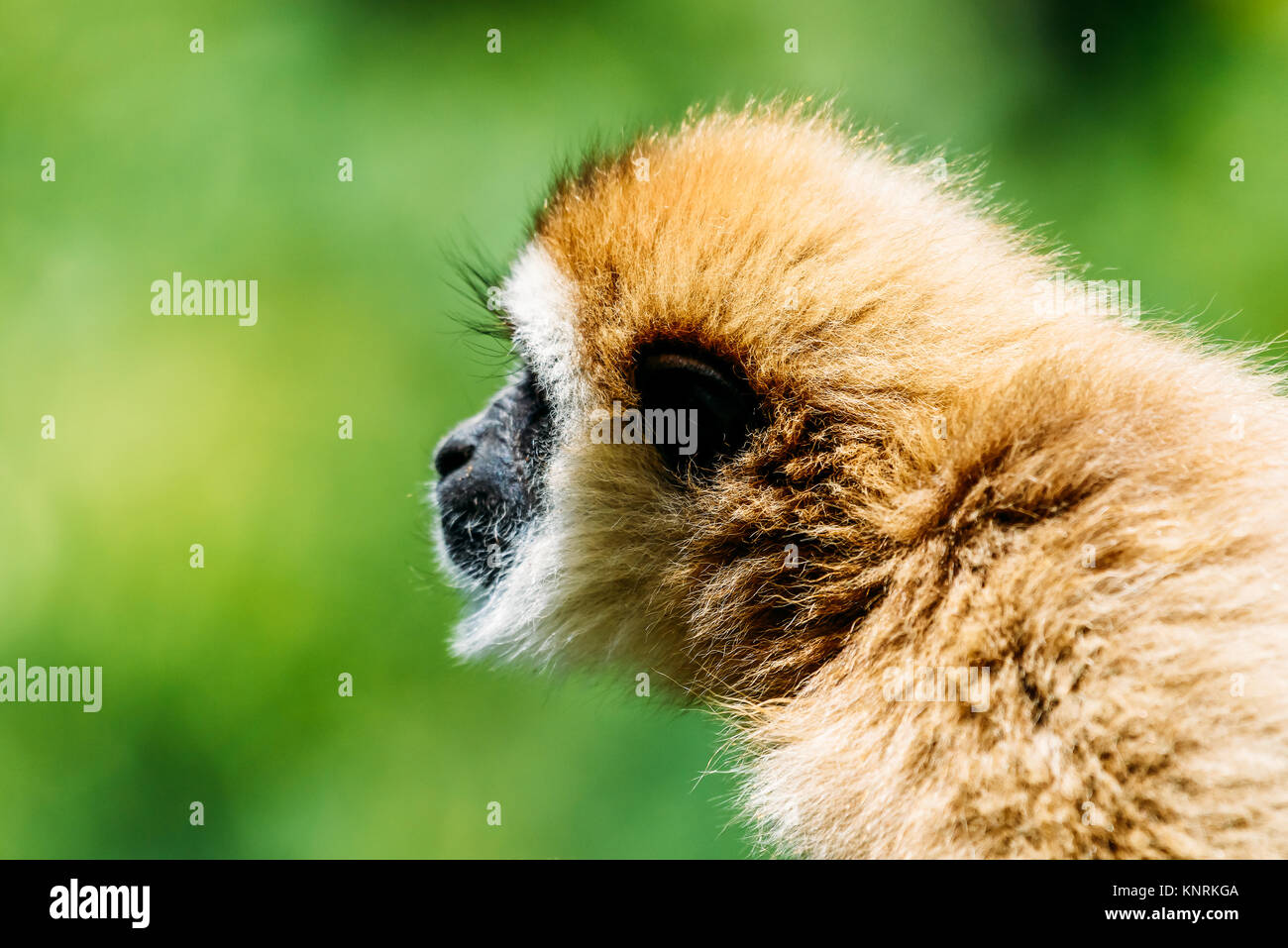 Spider monkey face hi-res stock photography and images - Alamy