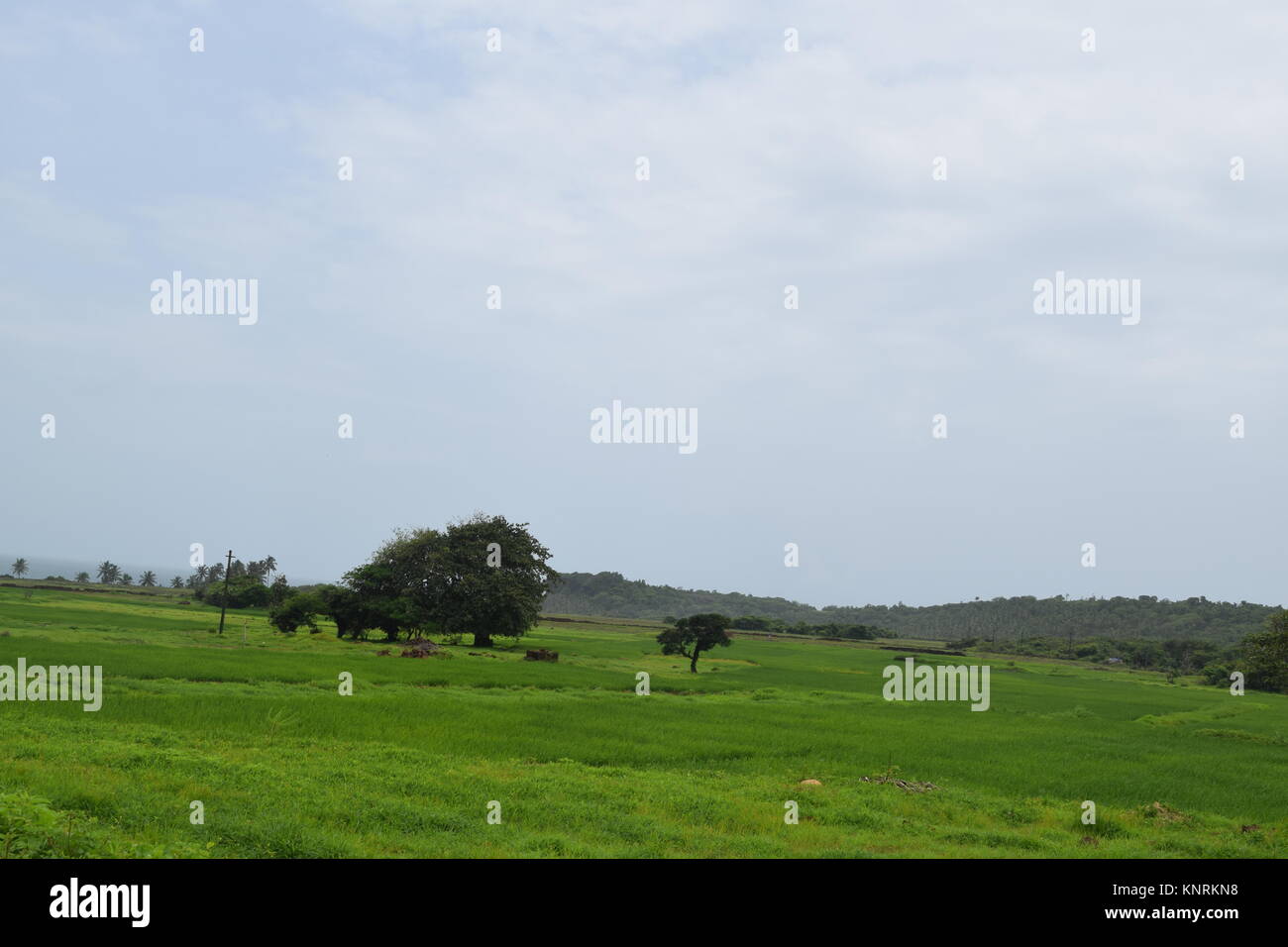 Green farms for farm house or farms for sale photos. Beautiful farms ...