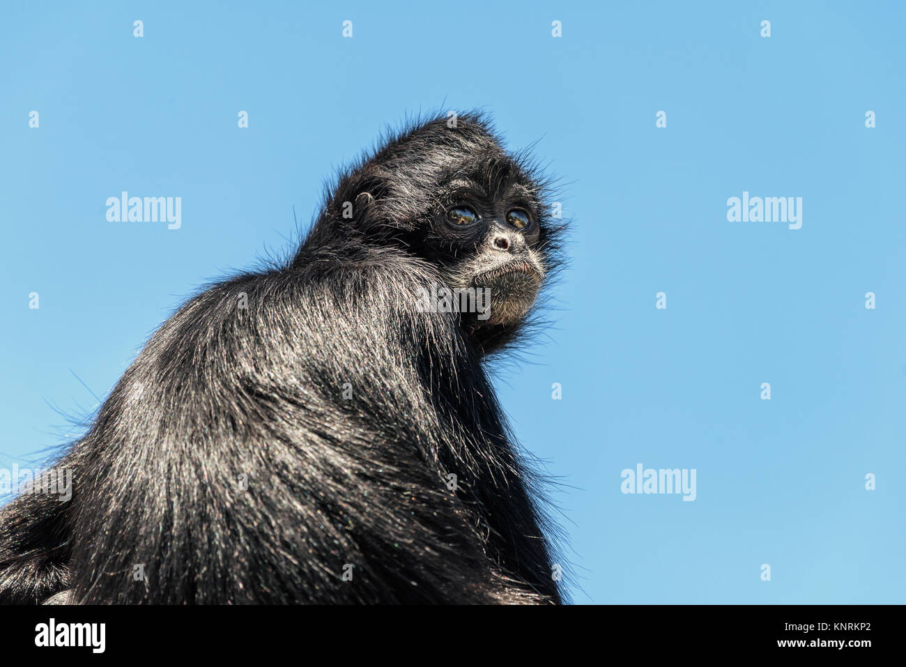 Black headed spider monkey hi-res stock photography and images - Alamy