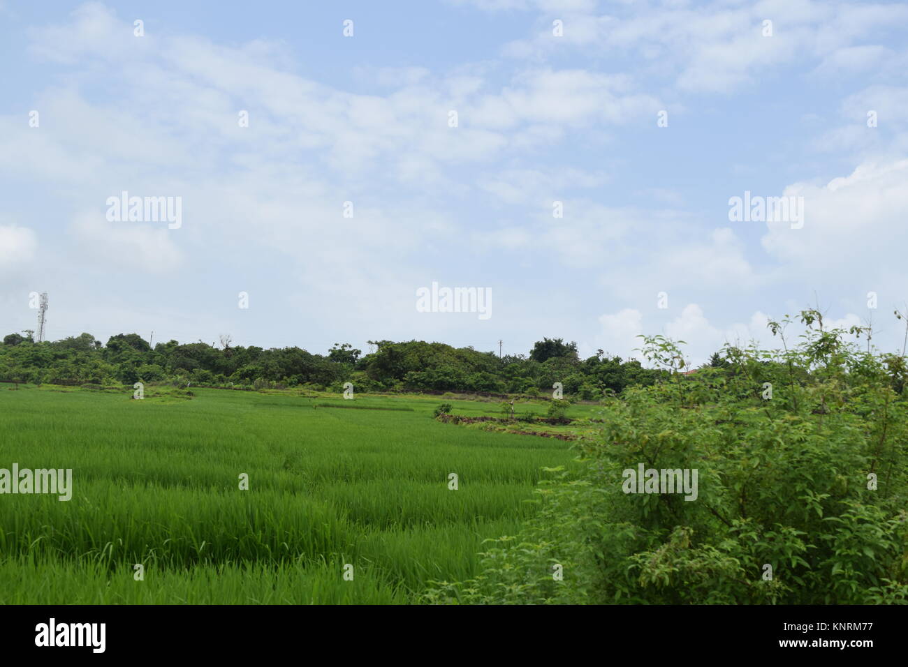 Green farms for farm house or farms for sale photos. Beautiful farms ...