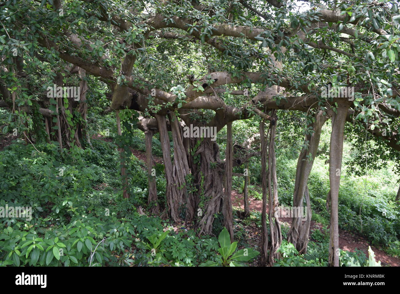 Old tree with greenery High Resolution Stock Photography and Images - Alamy