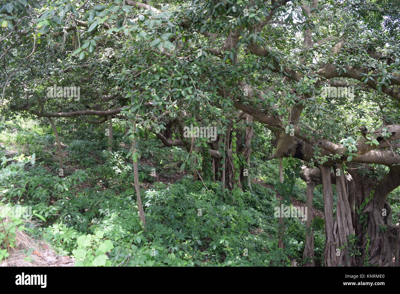 Big trees like in forests. Very old thick forest trees. Forest ...
