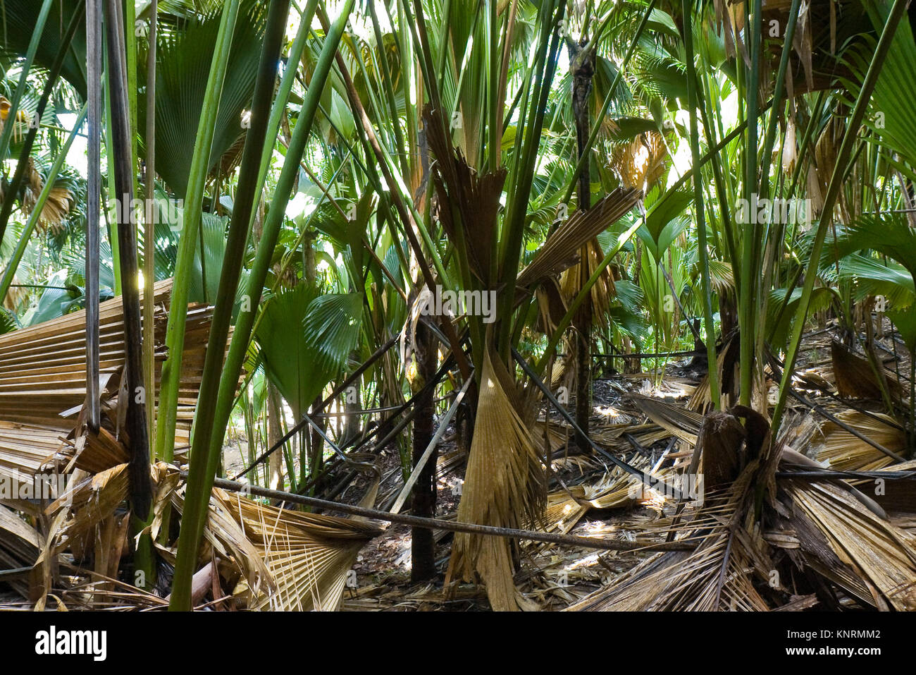 Young plants of endemic sea coconut palm trees in Vallee de Mai nature ...