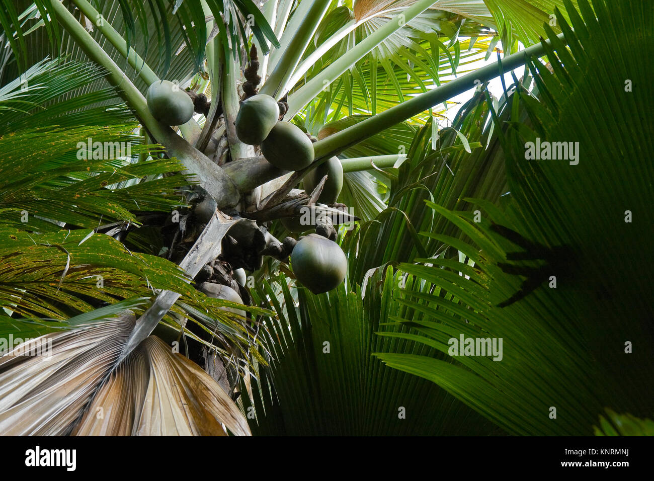 Sea coconuts on Lodoicea maldivica palm tree. Endemic species of ...