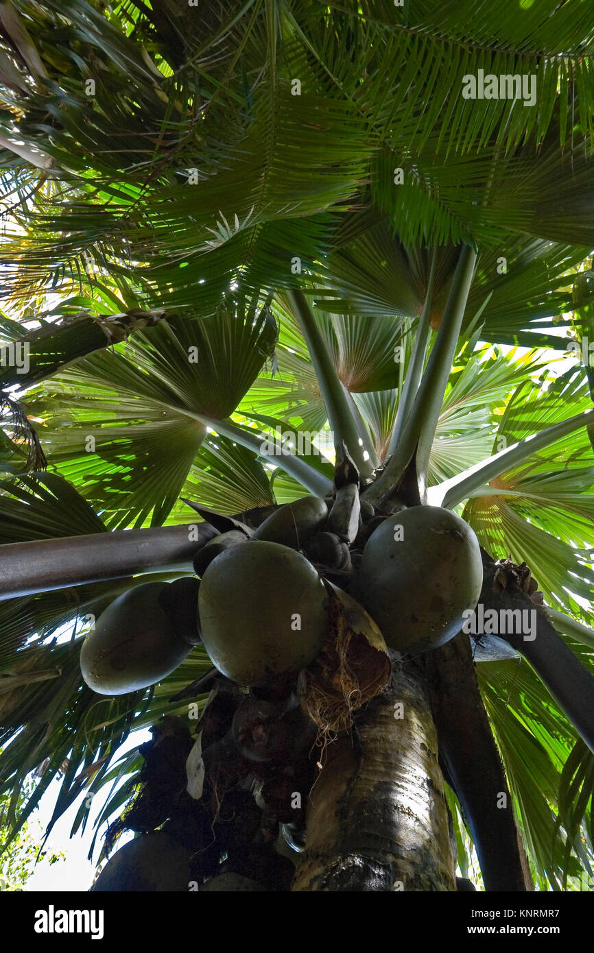 Lodoicea Maldivica Stock Photos & Lodoicea Maldivica Stock Images - Alamy
