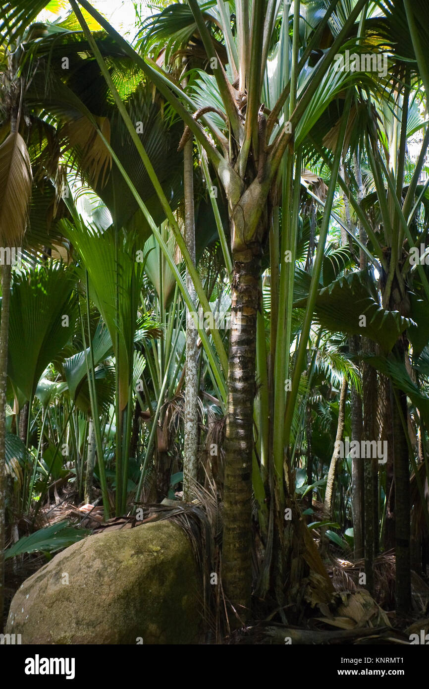 Sea coconut (Lodoicea maldivica) trunk, palms and male inflorescence ...