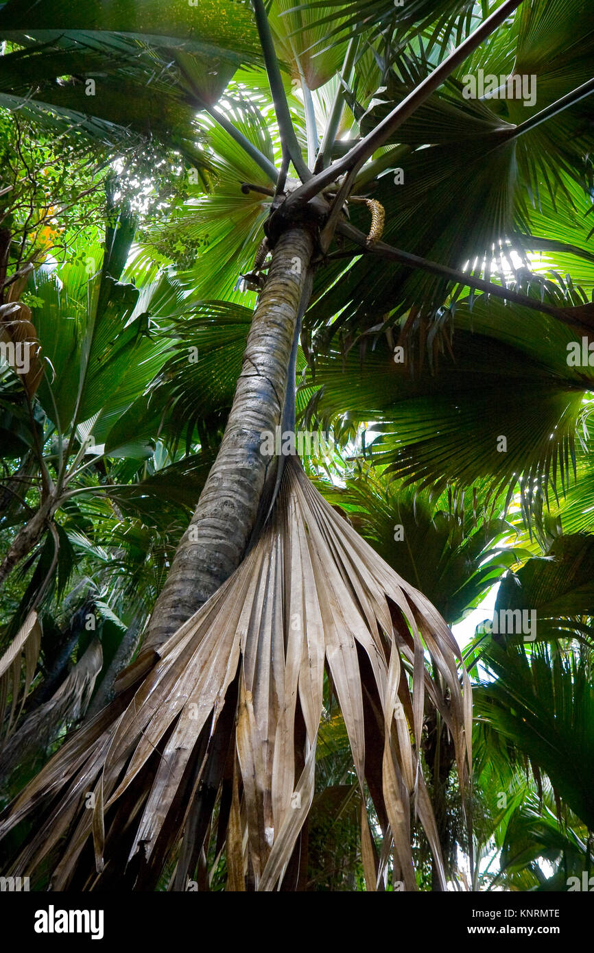 Endemic palm hi-res stock photography and images - Alamy