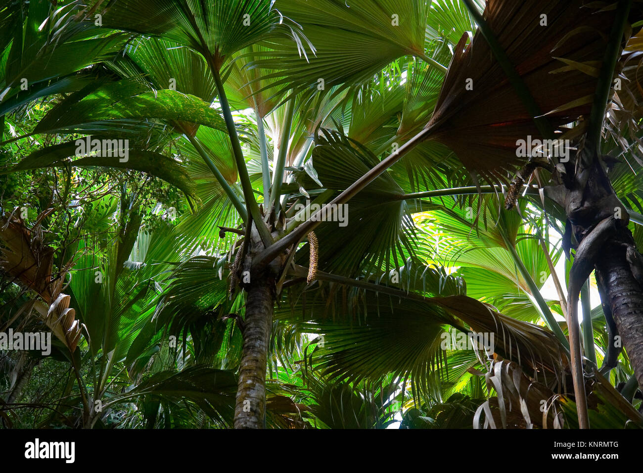 Sea coconut (Lodoicea maldivica) palms and male inflorescence. Endemic ...