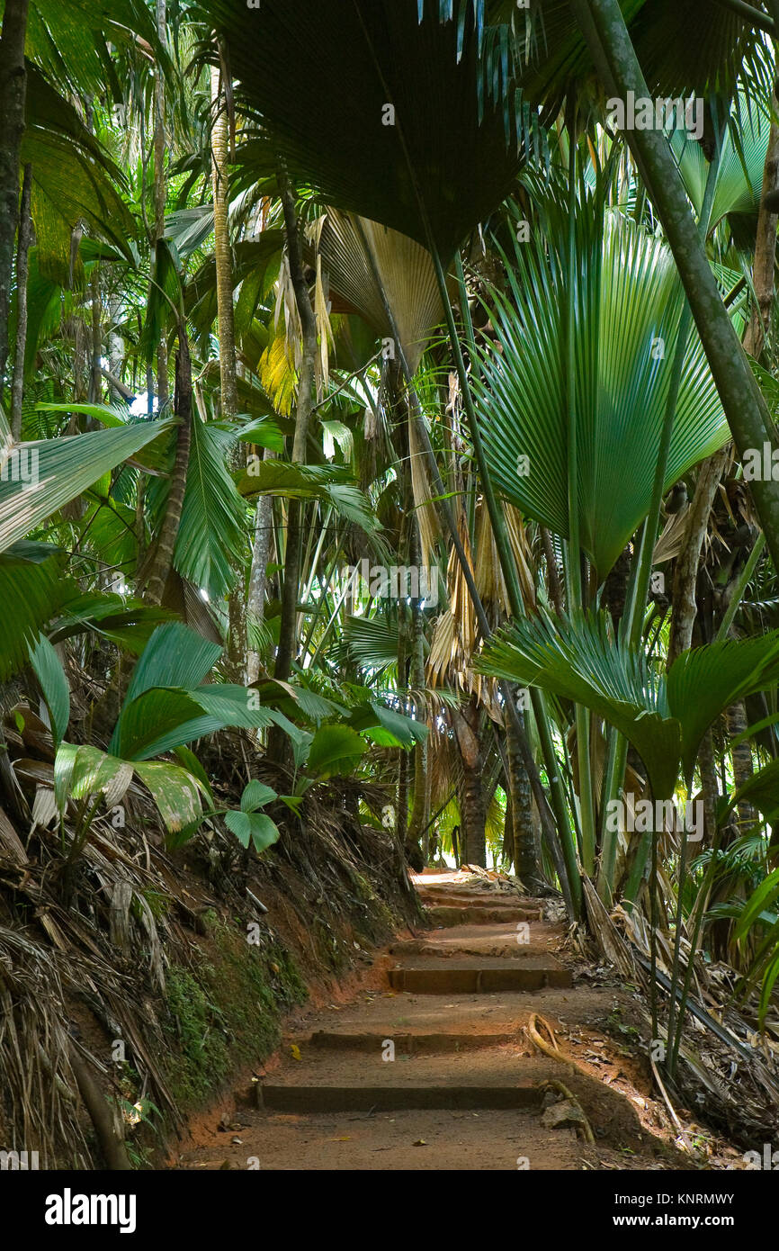 Forest path under giant palm trees in Vallee de Mai nature reserve ...