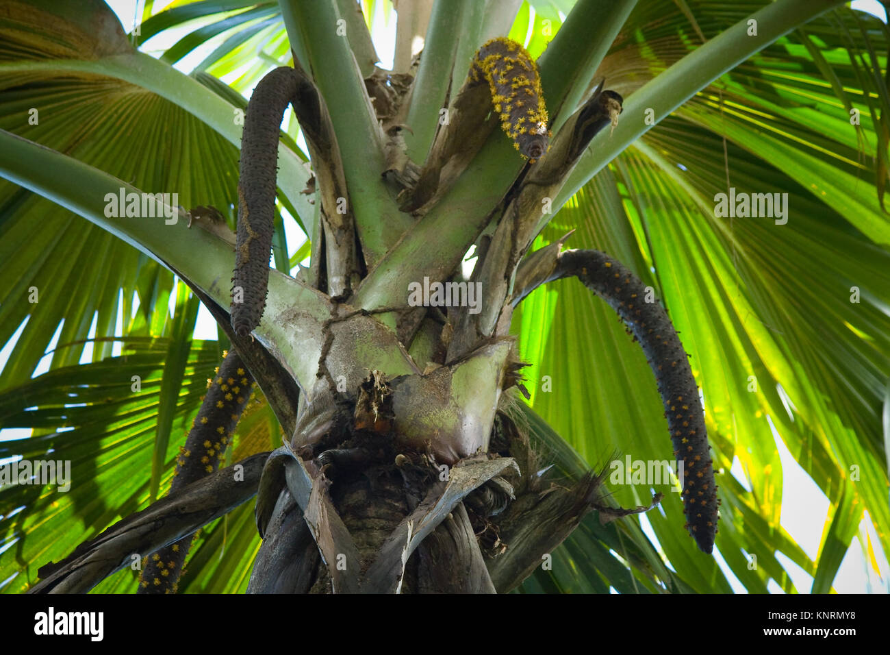 Lodoicea High Resolution Stock Photography and Images - Alamy