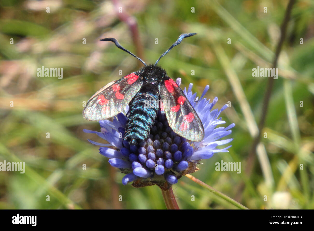 Moth pollination hi-res stock photography and images - Alamy
