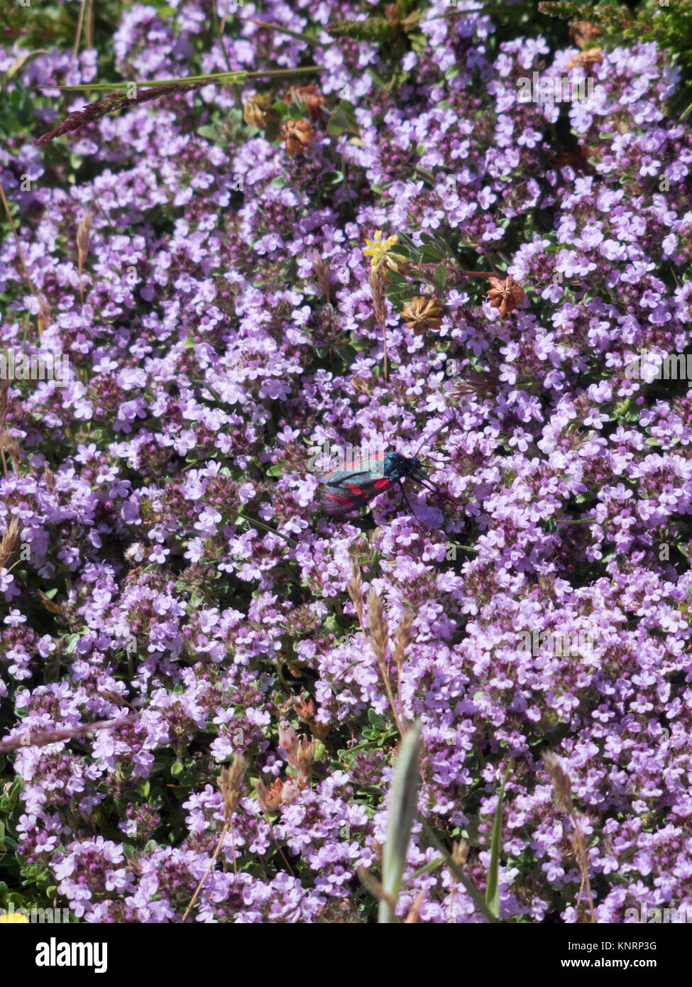 Thymes flowers hi-res stock photography and images - Alamy