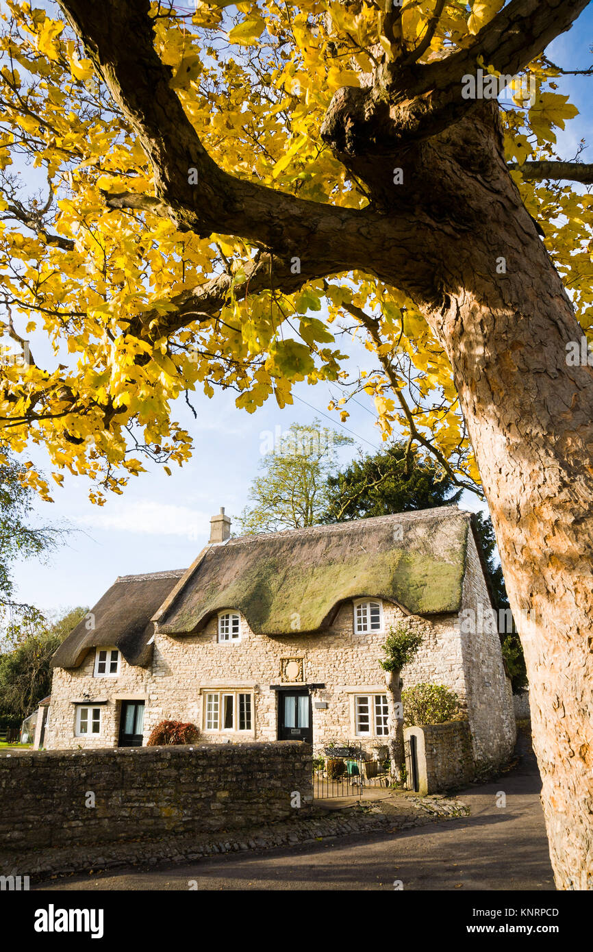 Old thatched cottage in an English country village with yellow leaved ...