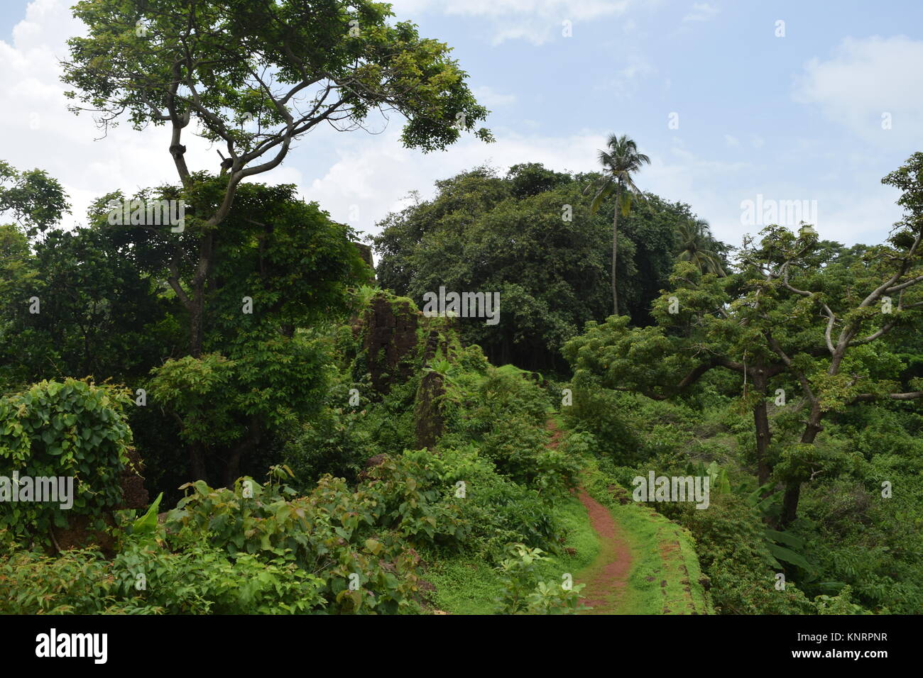 Big trees like in forests. Very old thick forest trees. Forest ...