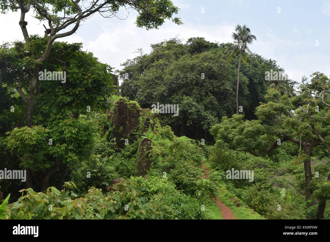 Big trees like in forests. Very old thick forest trees. Forest ...