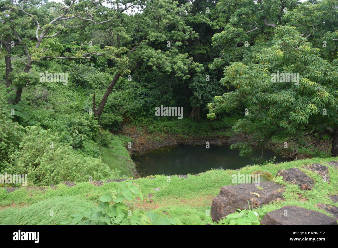 Big trees like in forests. Very old thick forest trees. Forest ...