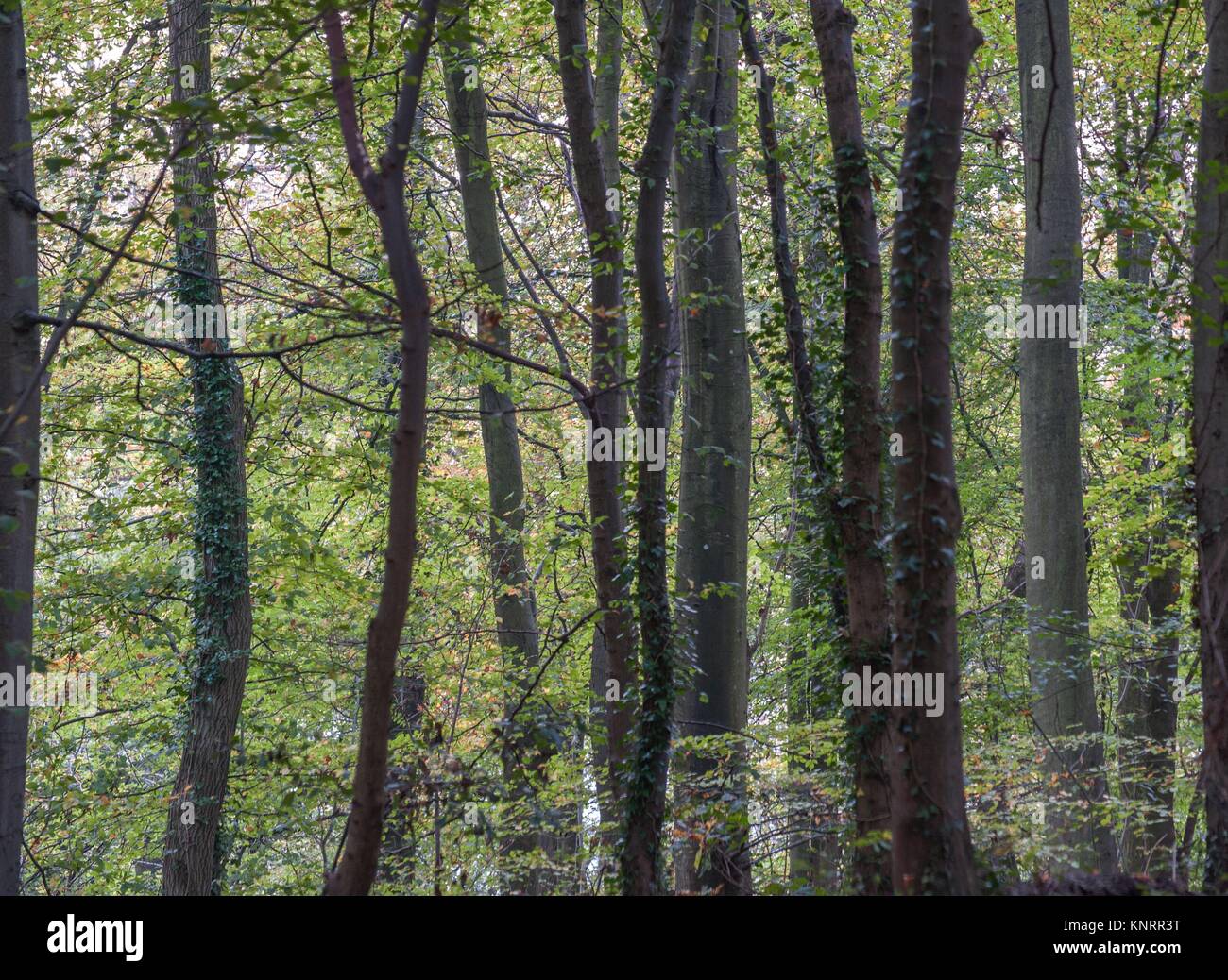 Autumn wood land Stock Photo - Alamy