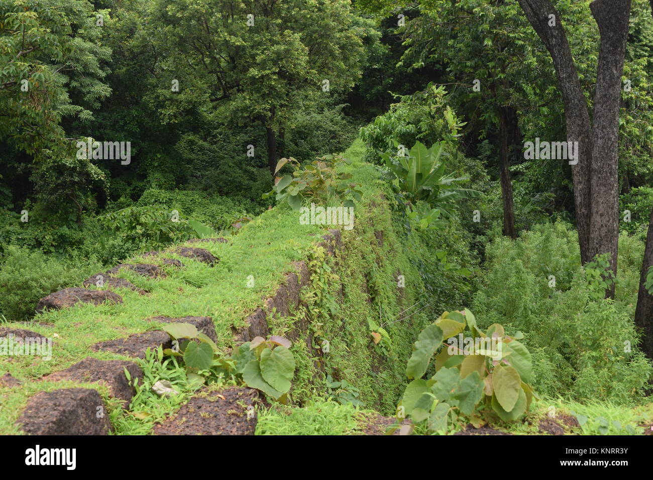 Big trees like in forests. Very old thick forest trees. Forest ...