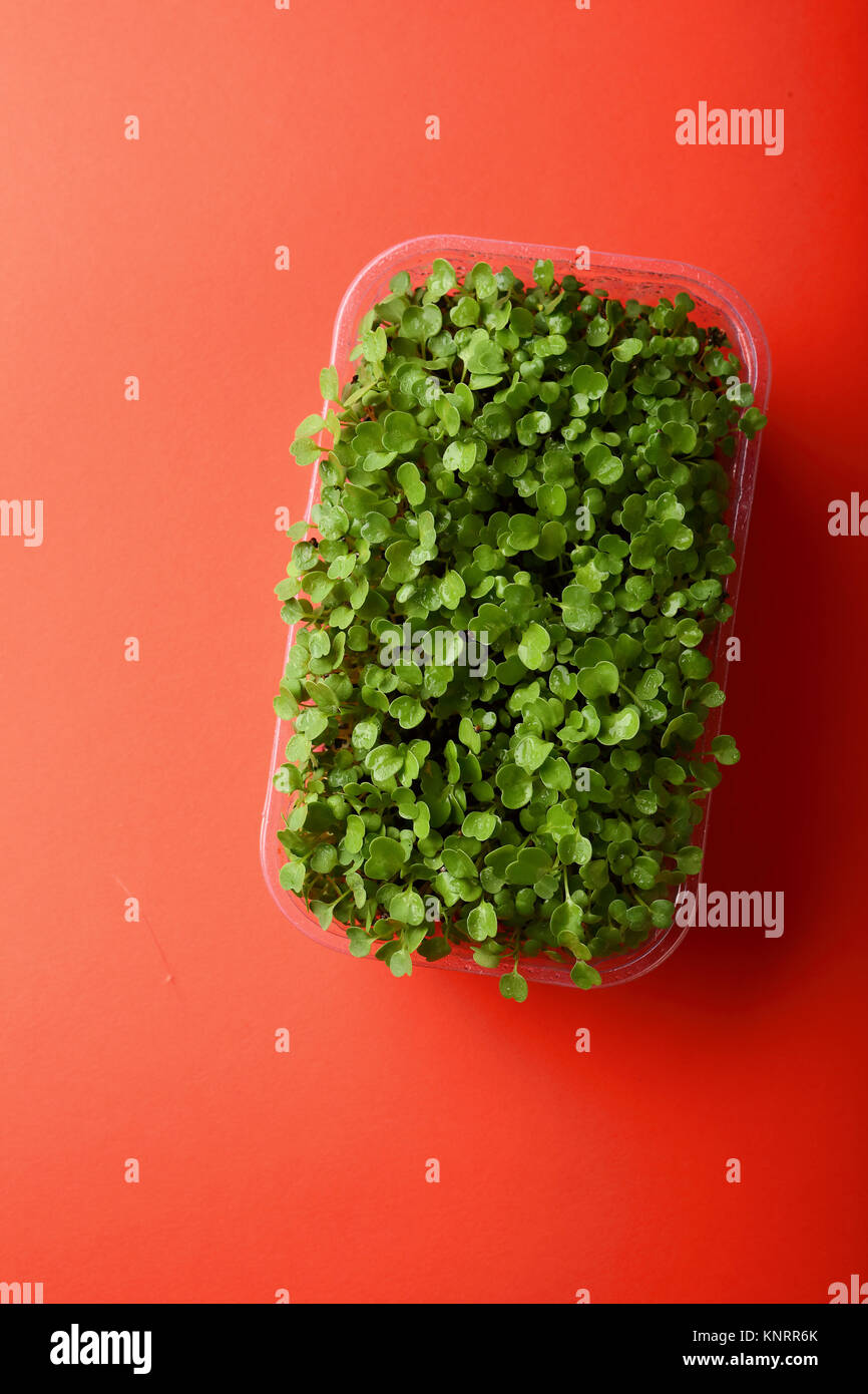 Micro greens in box, healthy food Stock Photo - Alamy