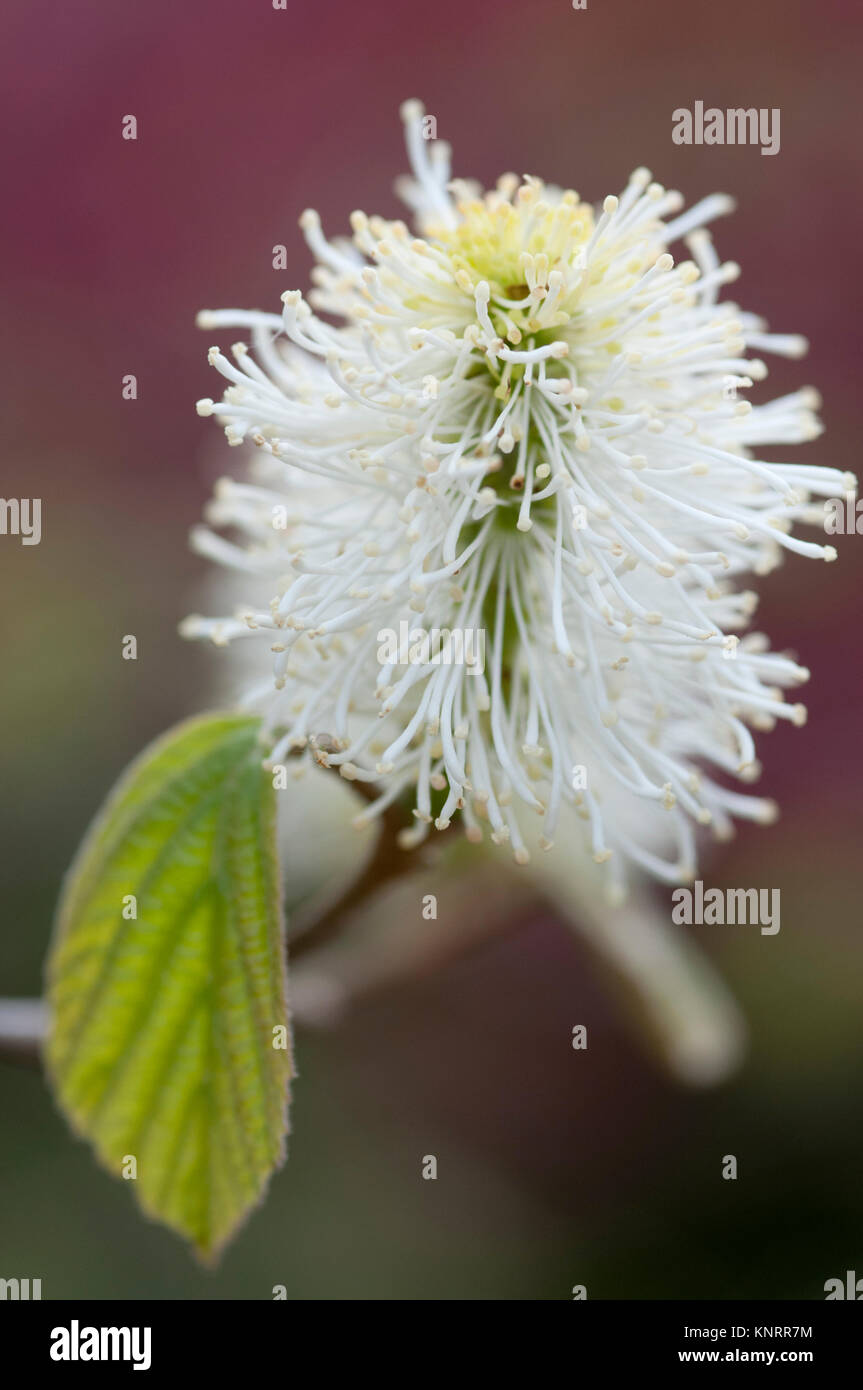 FOTHERGILLA MAJOR MONTICOLA GROUP Stock Photo - Alamy