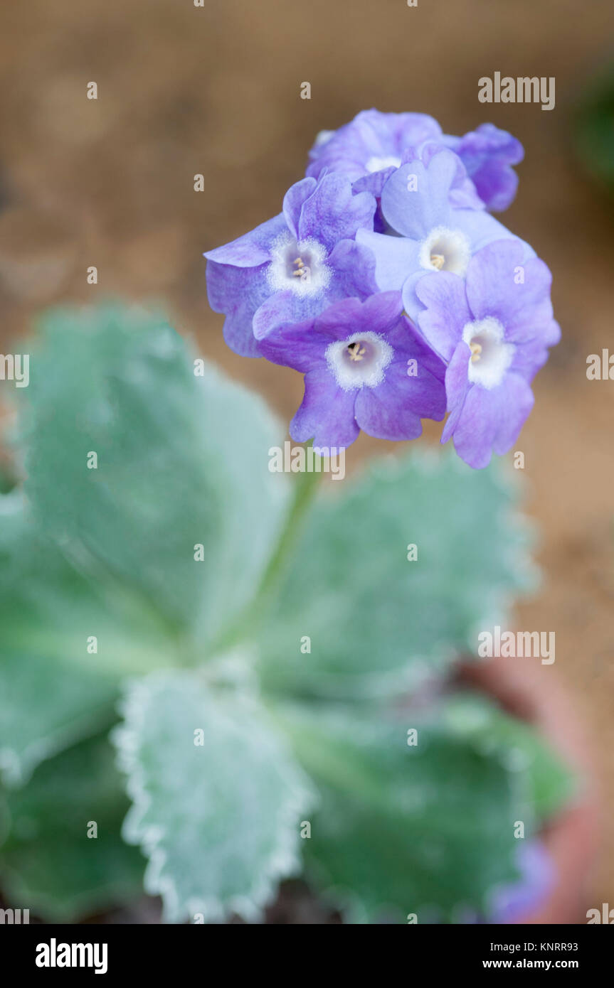 Blue Primula High Resolution Stock Photography and Images - Alamy
