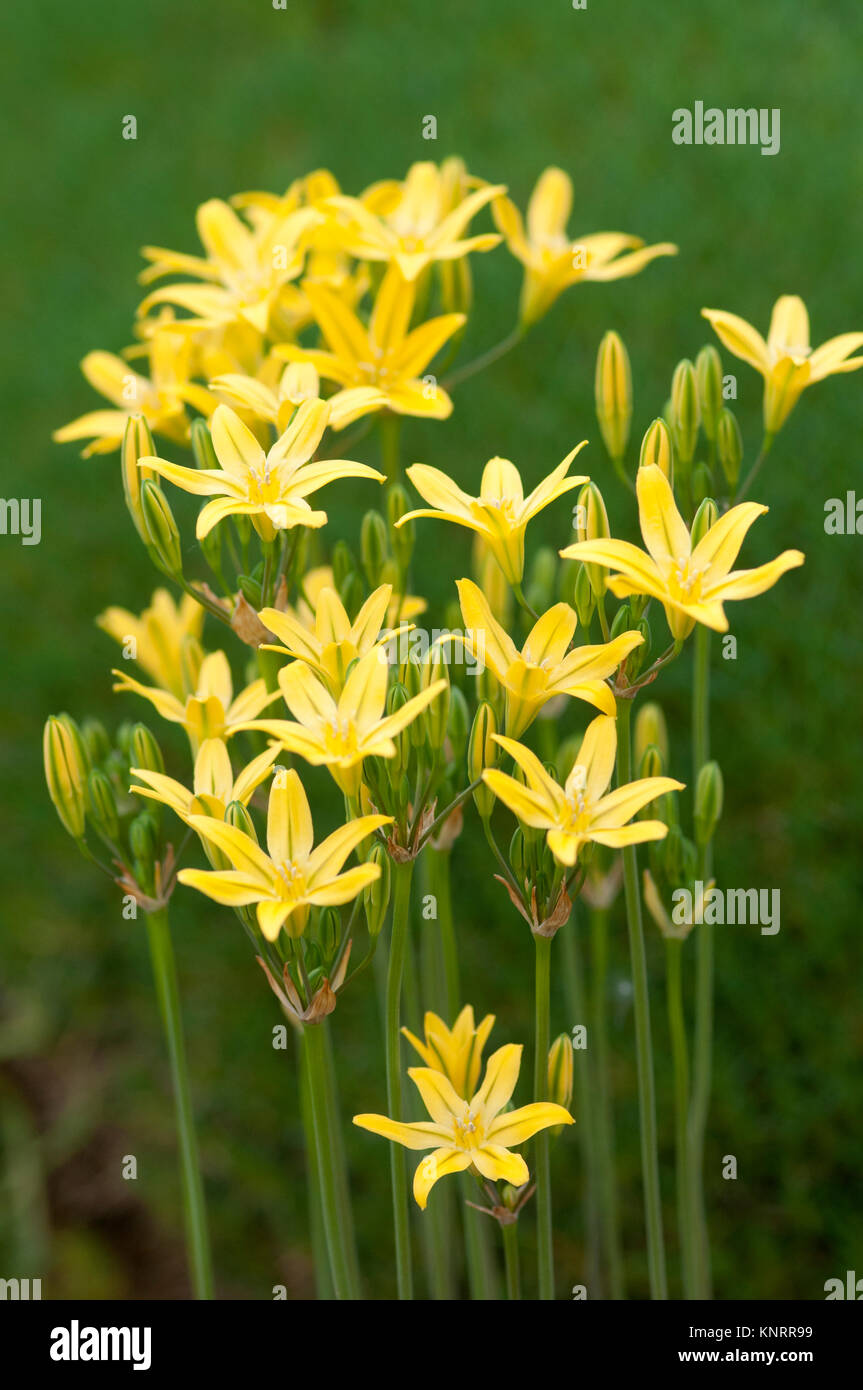 Triteleia hi-res stock photography and images - Alamy