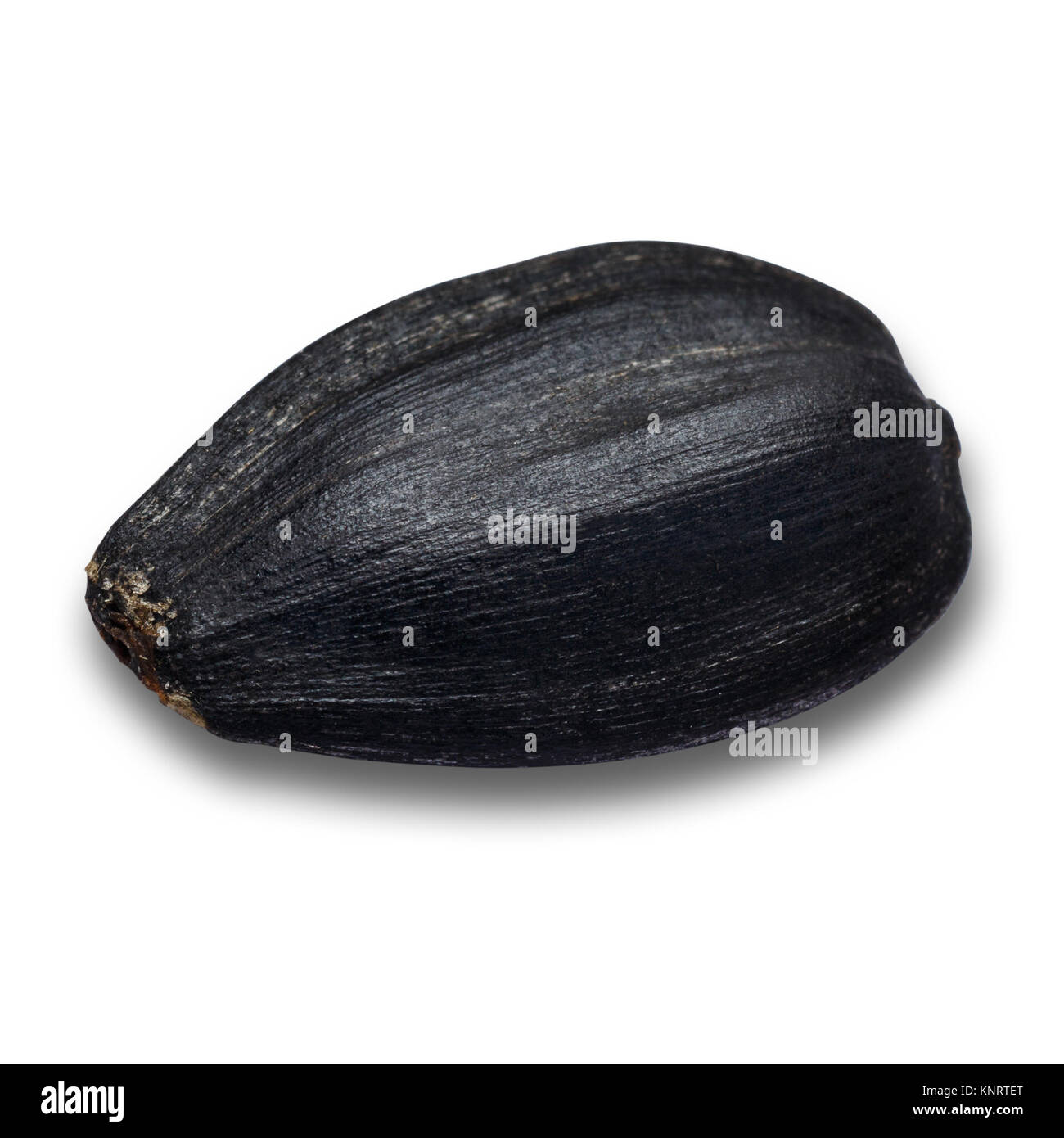 sunflower seeds on white background. clipping path Stock Photo - Alamy