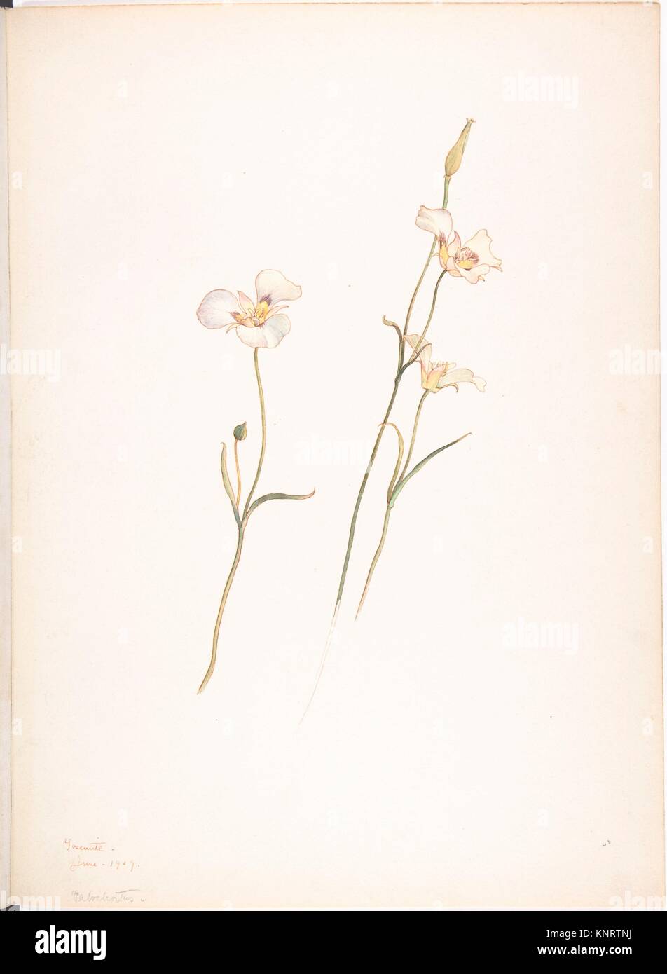 Sego lilies hi-res stock photography and images - Alamy