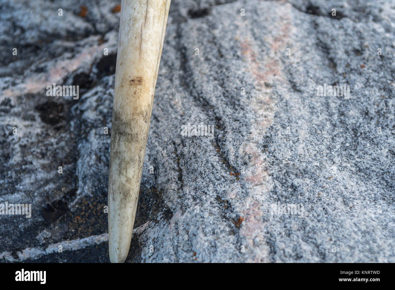 Close up of walrus skull on rock in Canadian arctic Stock Photo - Alamy
