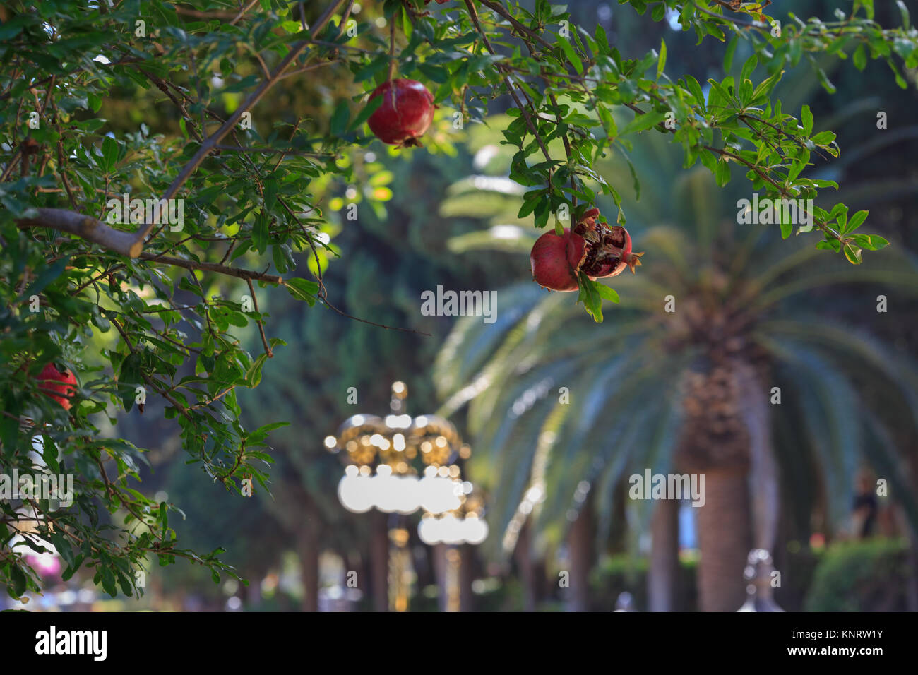 Succott hi-res stock photography and images - Alamy