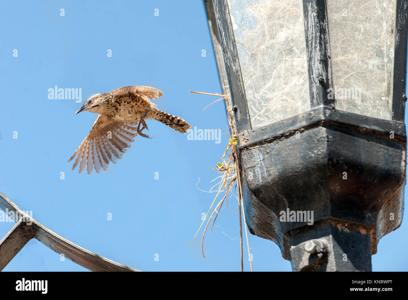 Wren flying hi-res stock photography and images - Alamy