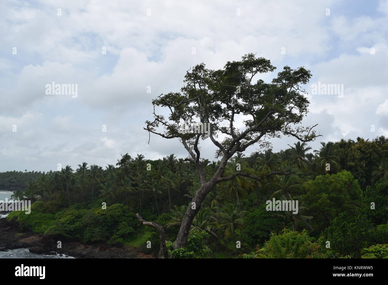 Sea view from mountain. Sea, trees and mountain. Rocky sea view with ...